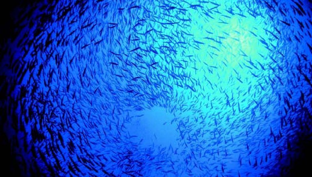 Poisson de lac - Lacs de France